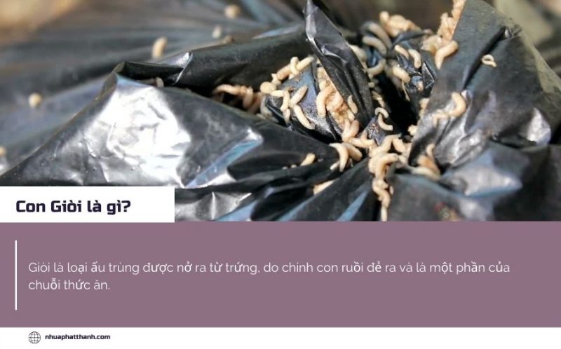 [Hướng dẫn] Chi tiết cách diệt giòi trong thùng rác đơn giản, siêu hiệu quả